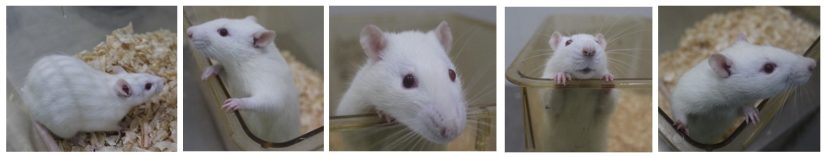 Praklinik dan Pengembangan Hewan Coba – Laboratorium Penelitian dan ...